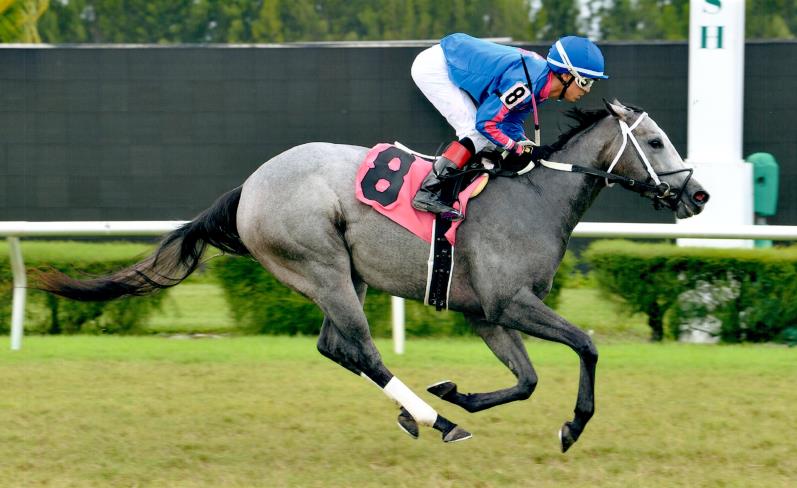 Horse Racing Partnerships - Hibiscus Stables